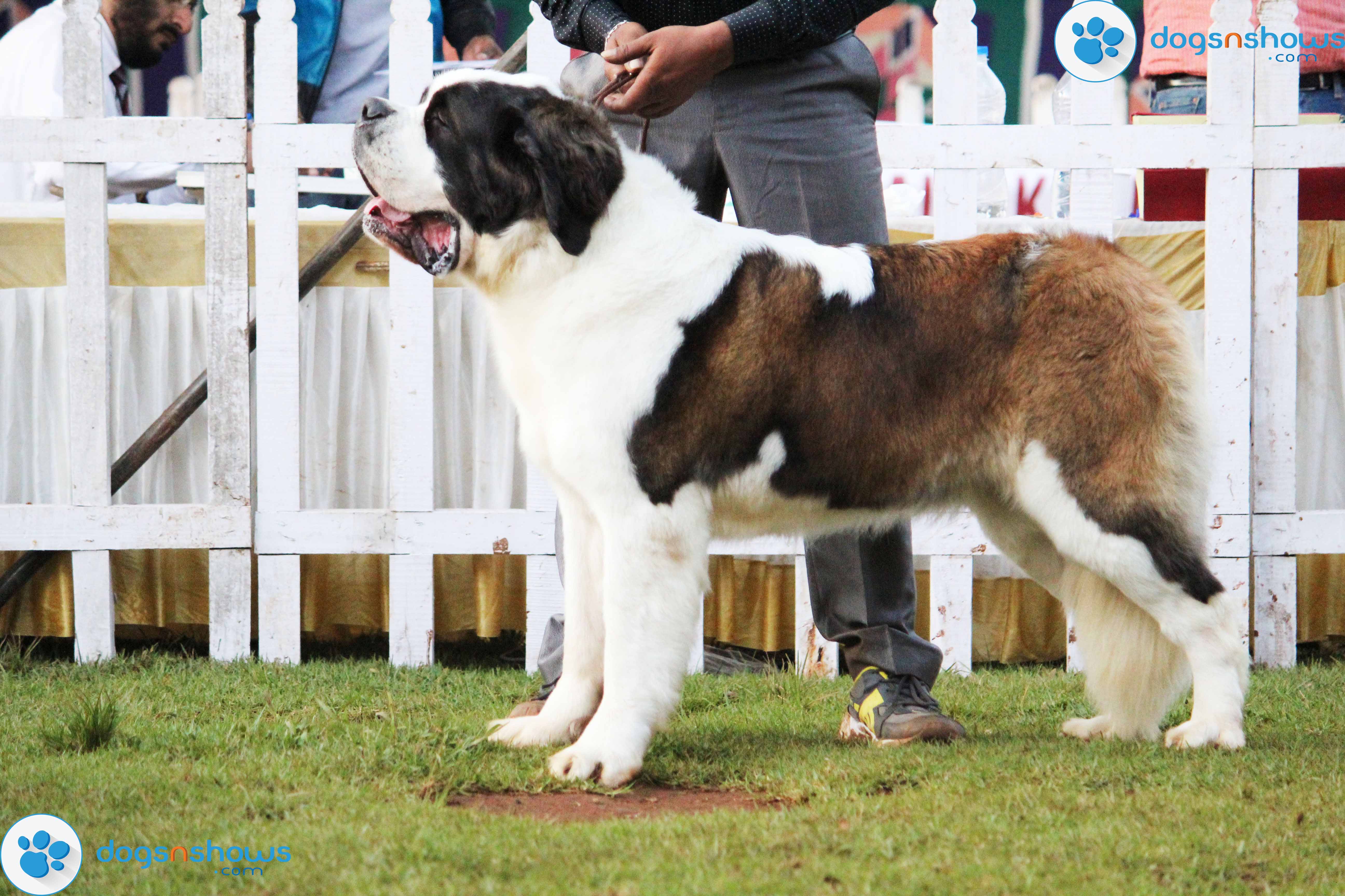DogsNShows | Powered by DogsNShows